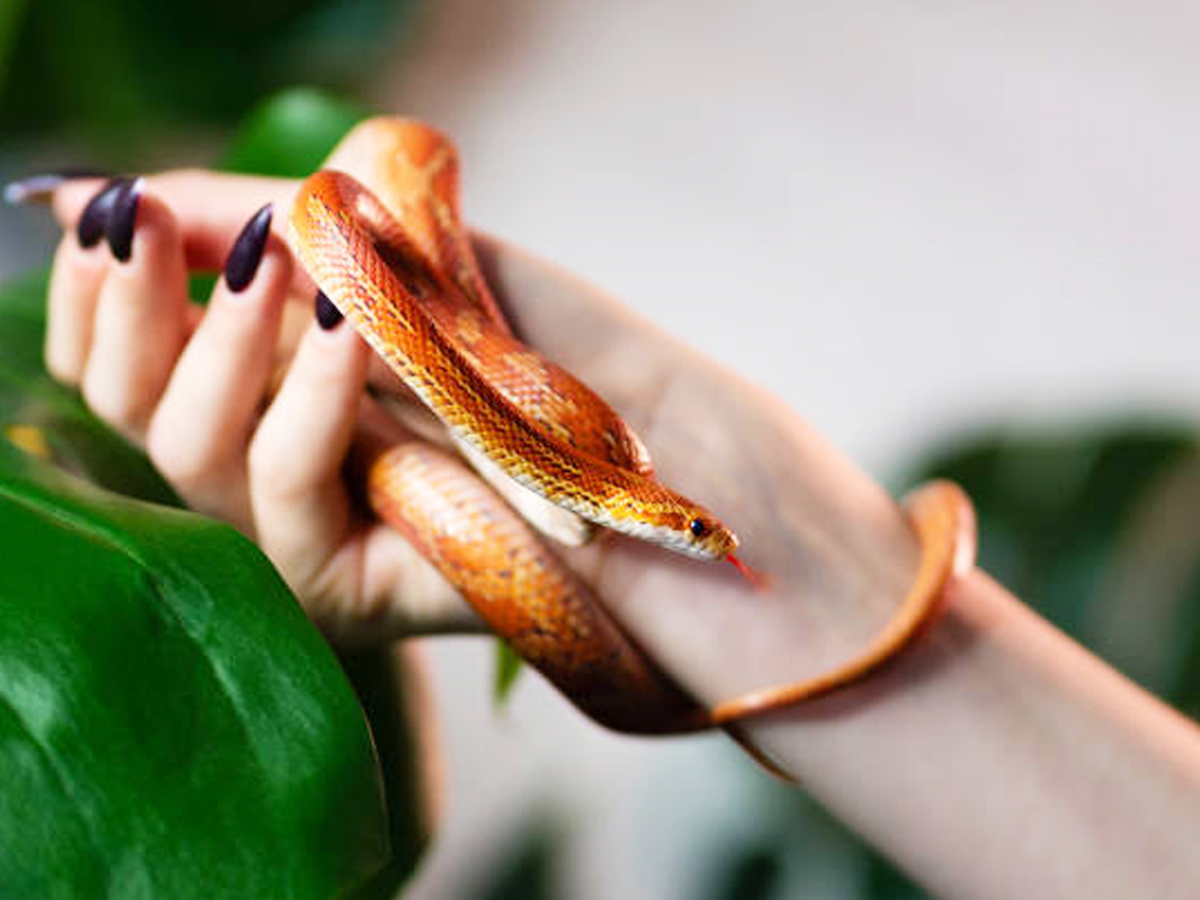 పెంపుడు పాములను ఎప్పుడైనా చూసారా? | Have You Even Seen Friendly Snakes.. Here Are Some List Of ...